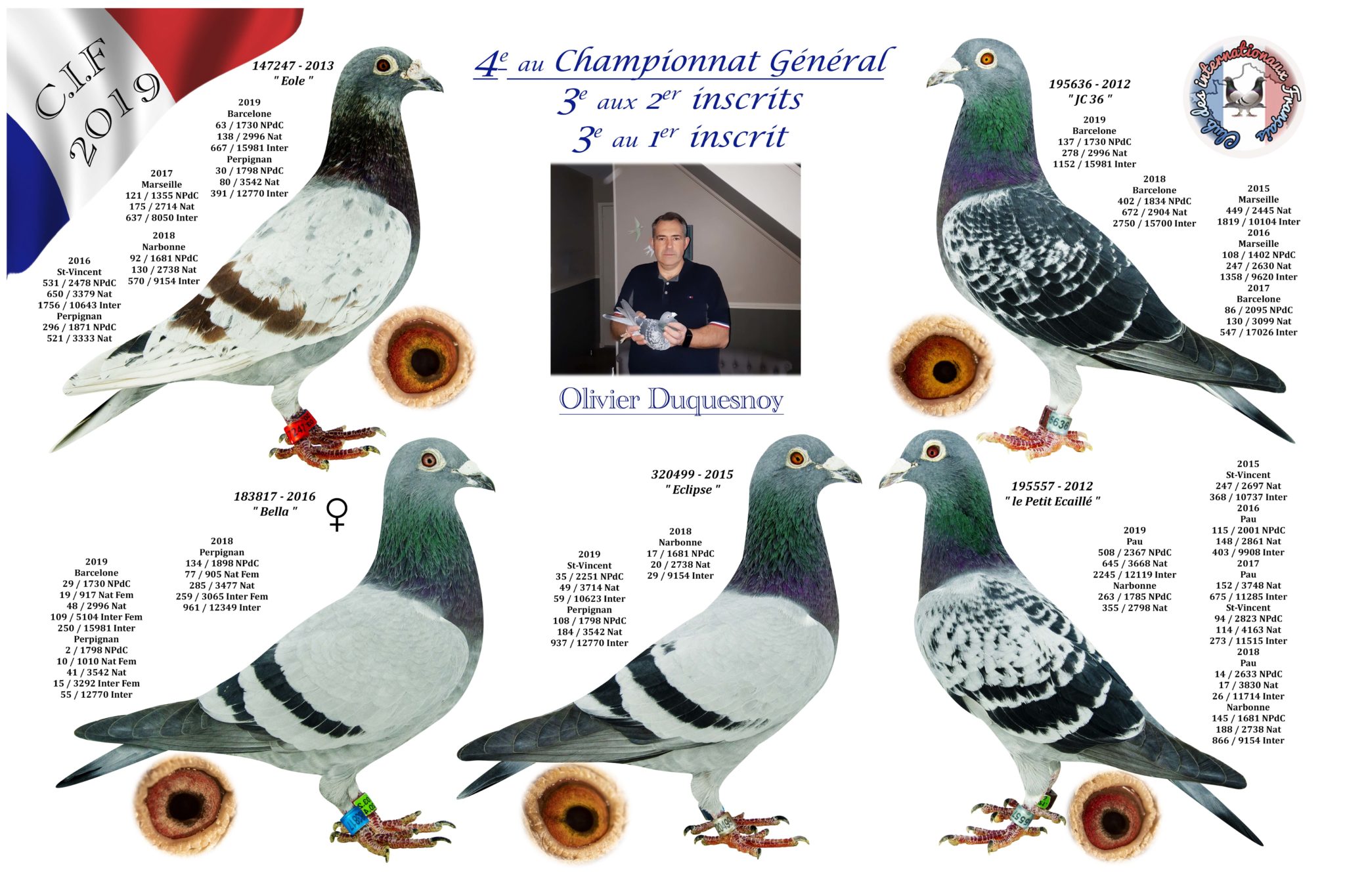 Pigeon De Grand Fond Hollandais