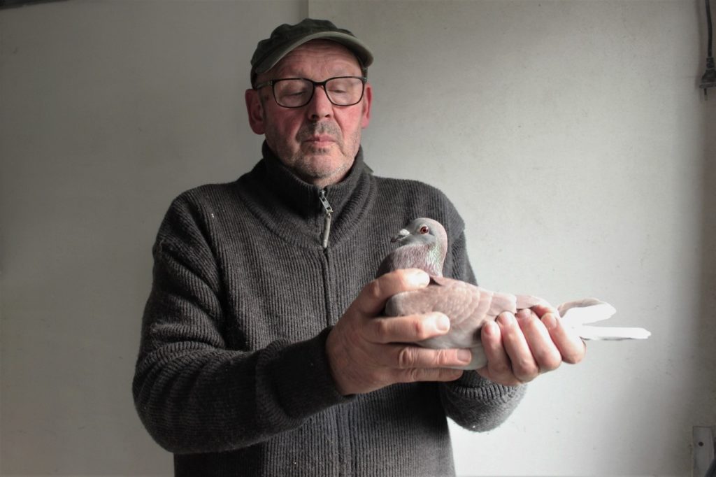 Daniel Marchand et son vieux roux, une histoire de colombophilie ...