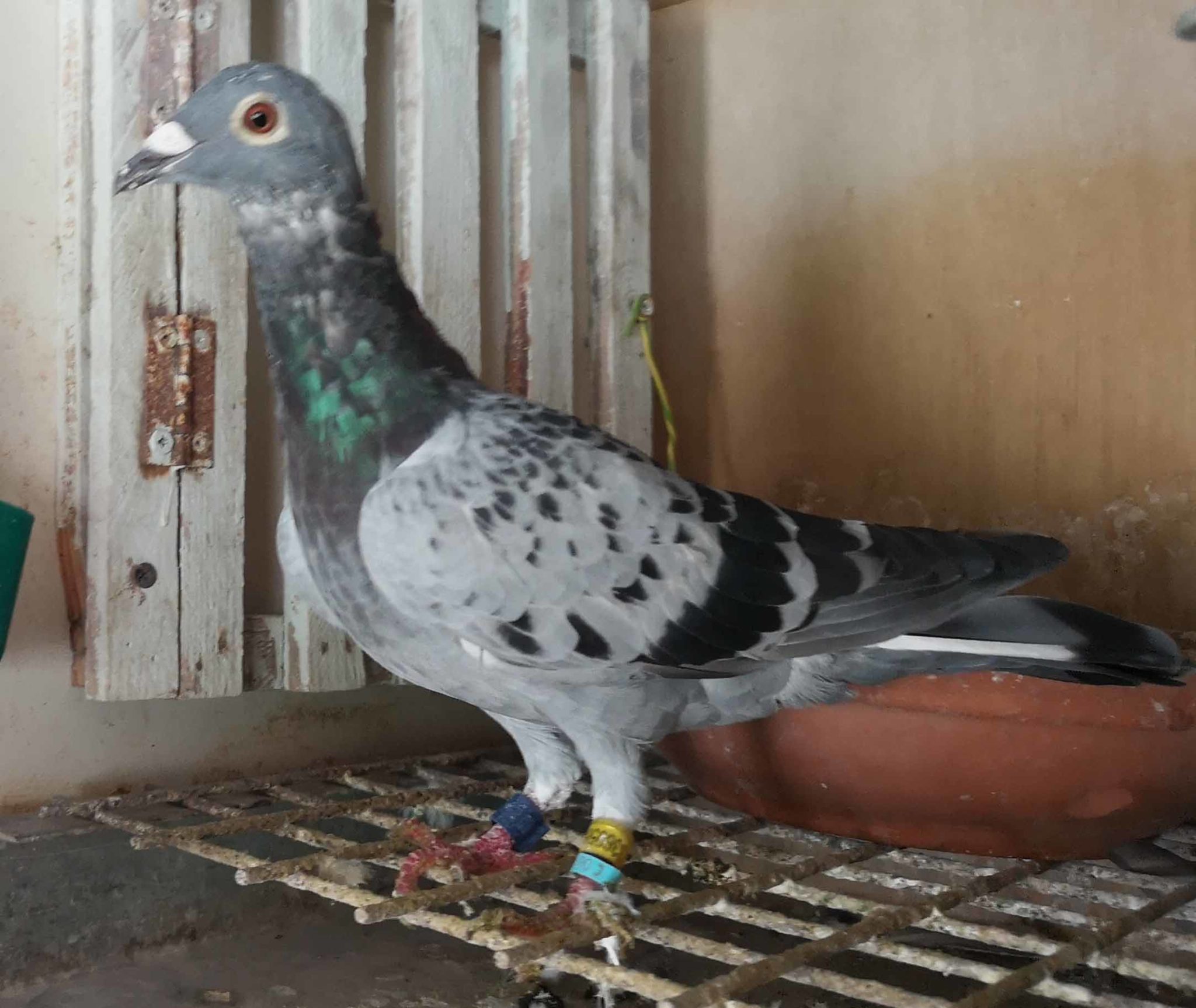 End of the racing season : feeding during the moulting period - Pigeon ...