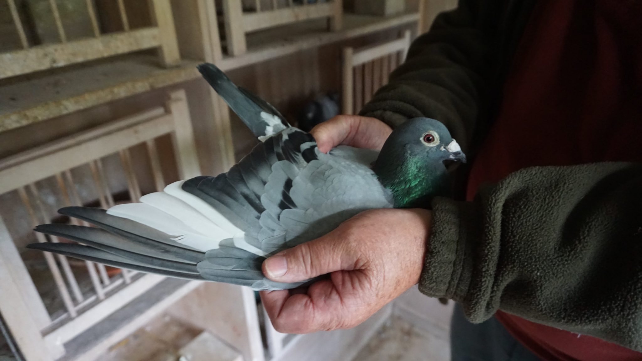 Georges Herman, the secret is : write everythings down - Pigeon Master