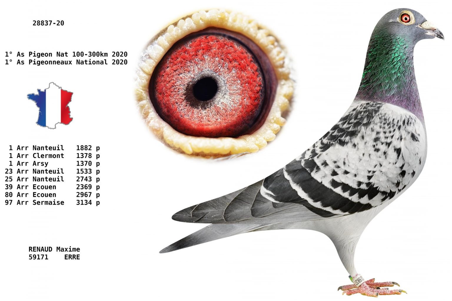 L'incroyable colonie de Maxime Renaud - Pigeon Master