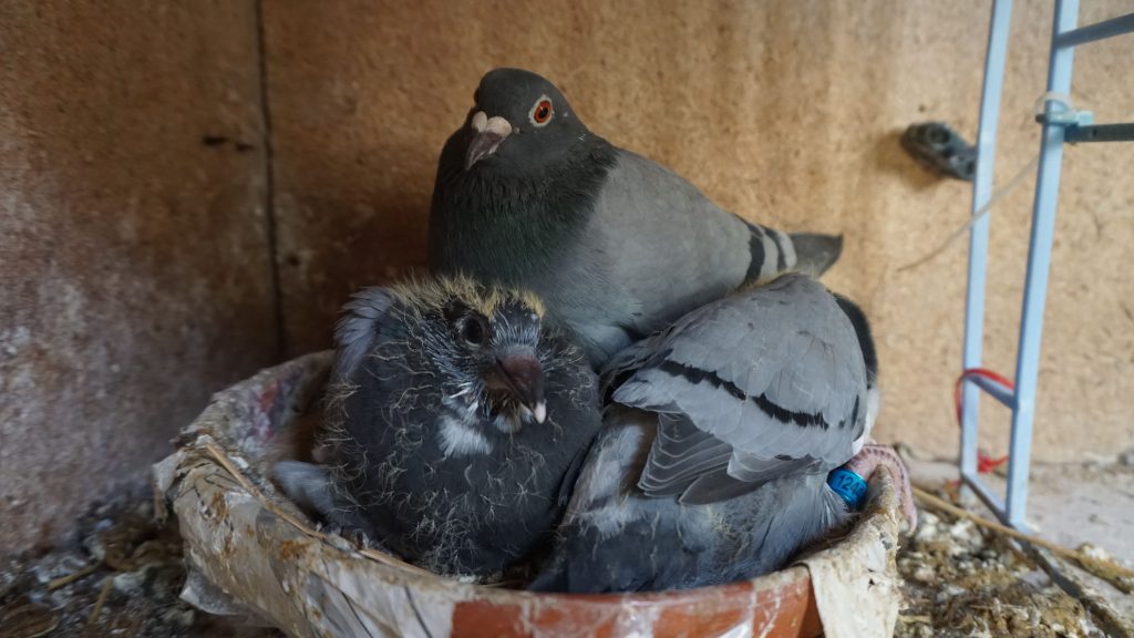 L'incroyable colonie de Maxime Renaud - Pigeon Master