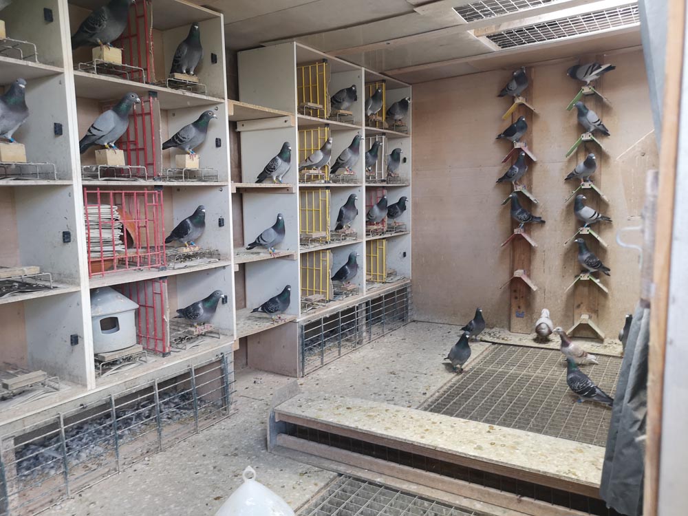 Quand la nature reprend le pouvoir : visite chez Jean Pachla, le grand ...