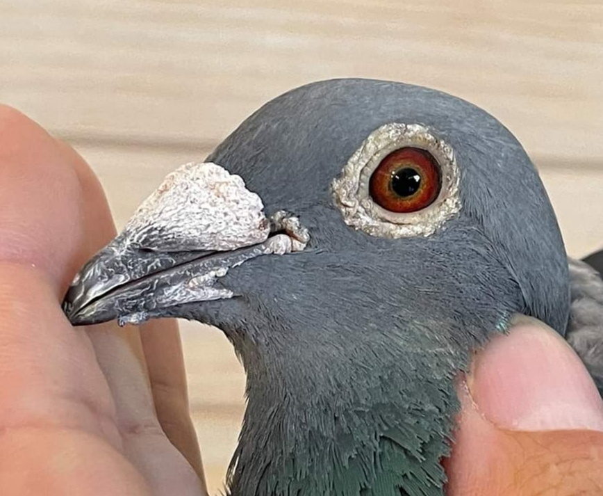 Robert Ben vainqueur international à Barcelone - Pigeon Master