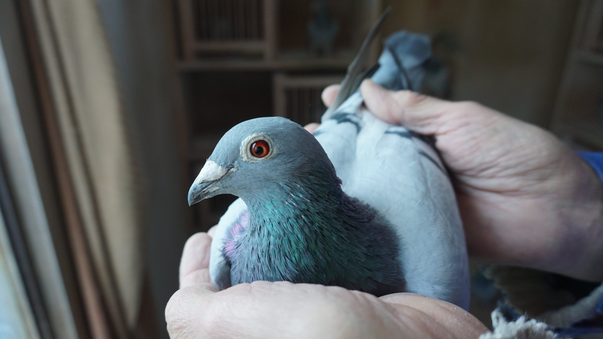 Accueil - Pigeon Master