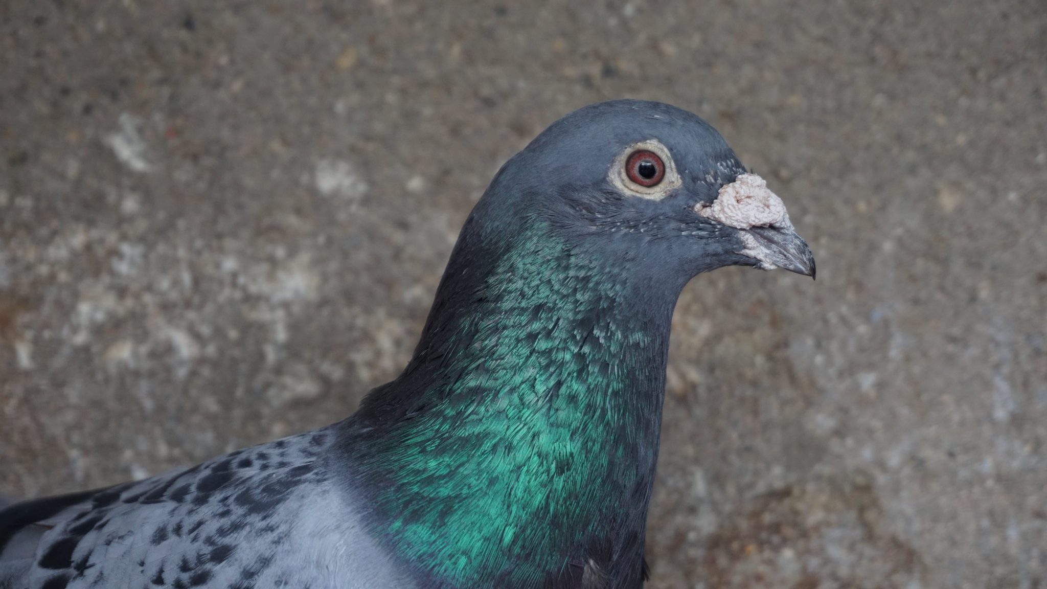 Accueil - Pigeon Master