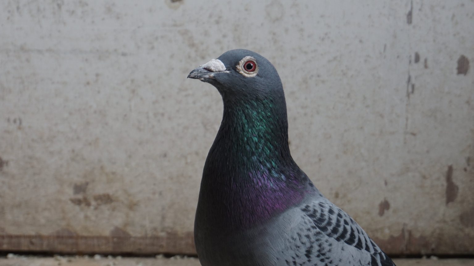 Accueil - Pigeon Master