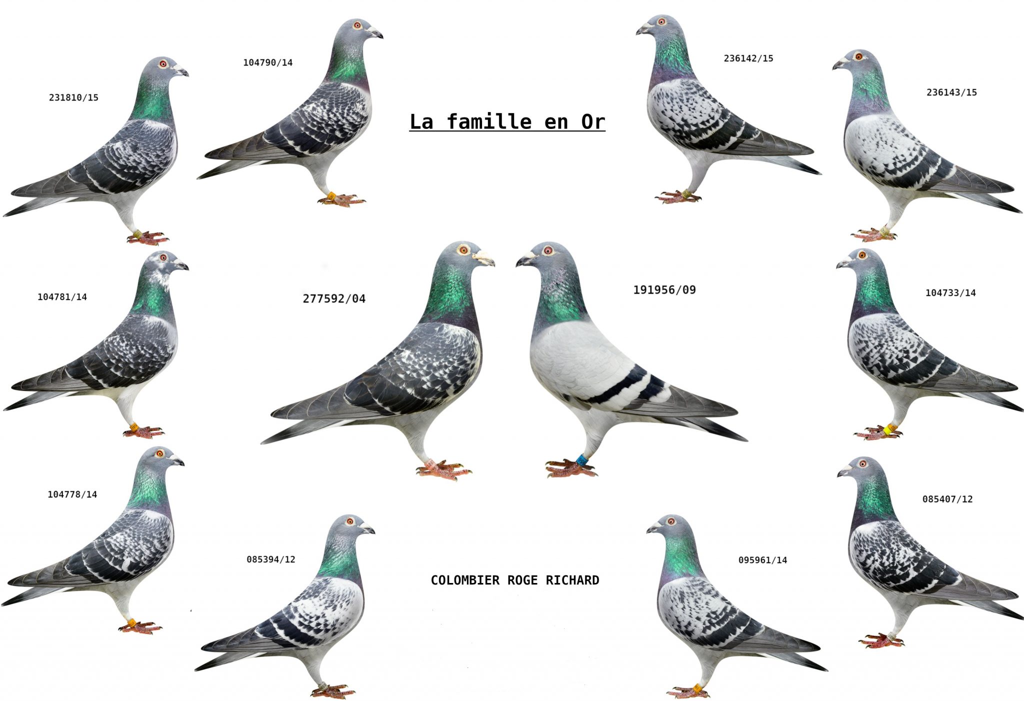 Les pigeons de Richard Rogé en forme avant Pau et Barcelone - Pigeon Master