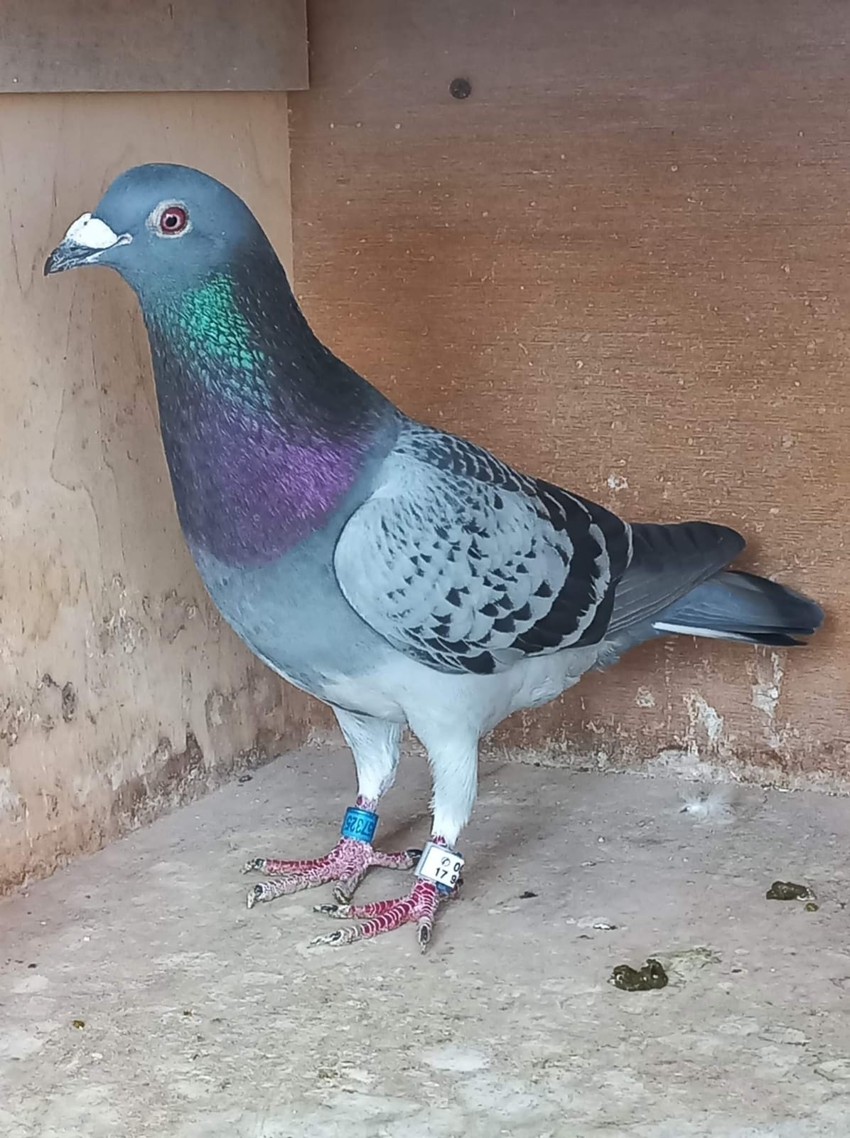 Premier concours, Gregory Faretie remporte les deux premières places ...