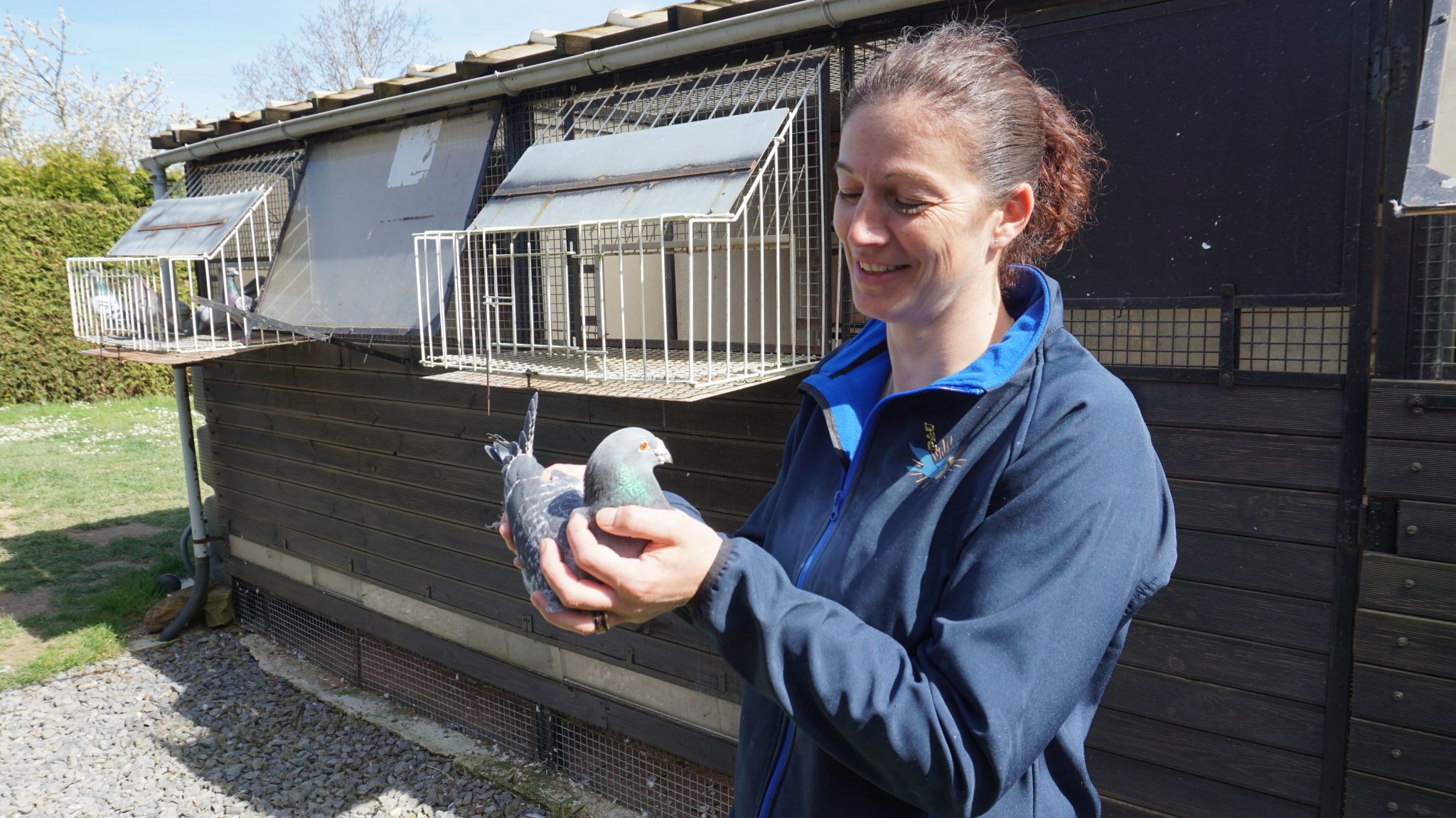 Accueil - Pigeon Master