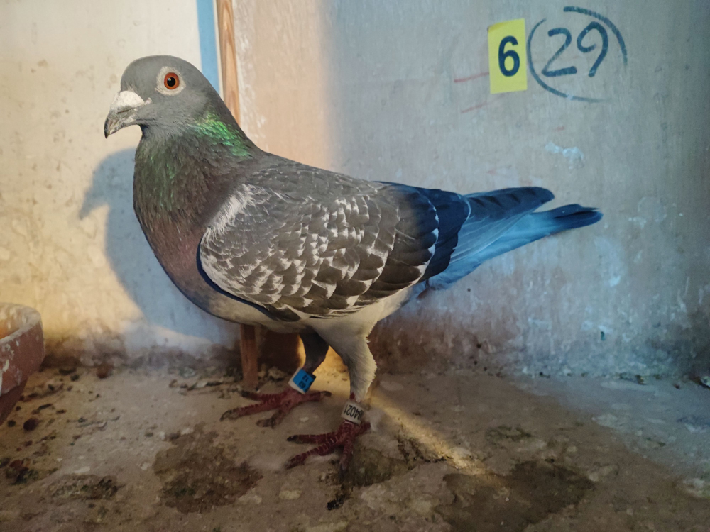 Richard Rogé, 1er National Tarbes avec Top Gun - Pigeon Master