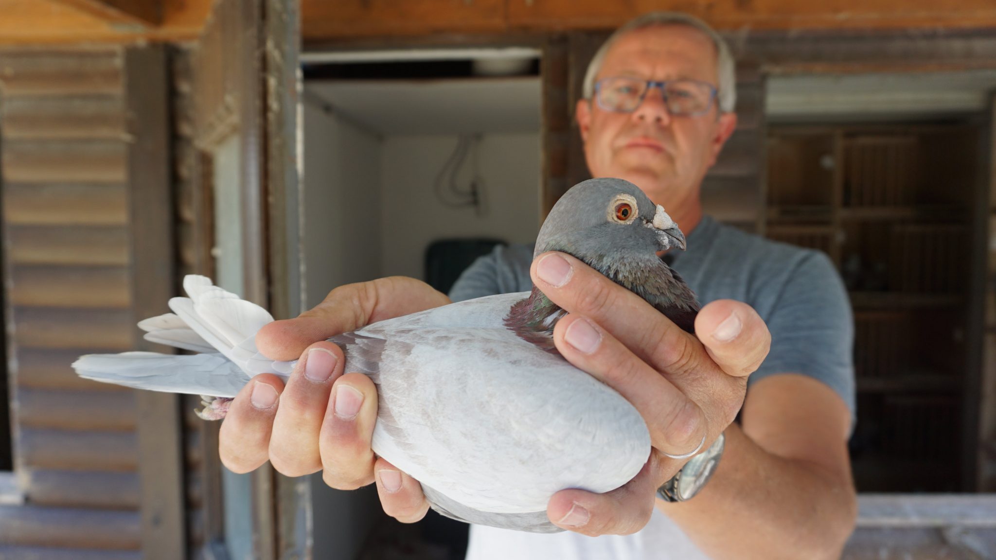 Accueil - Pigeon Master