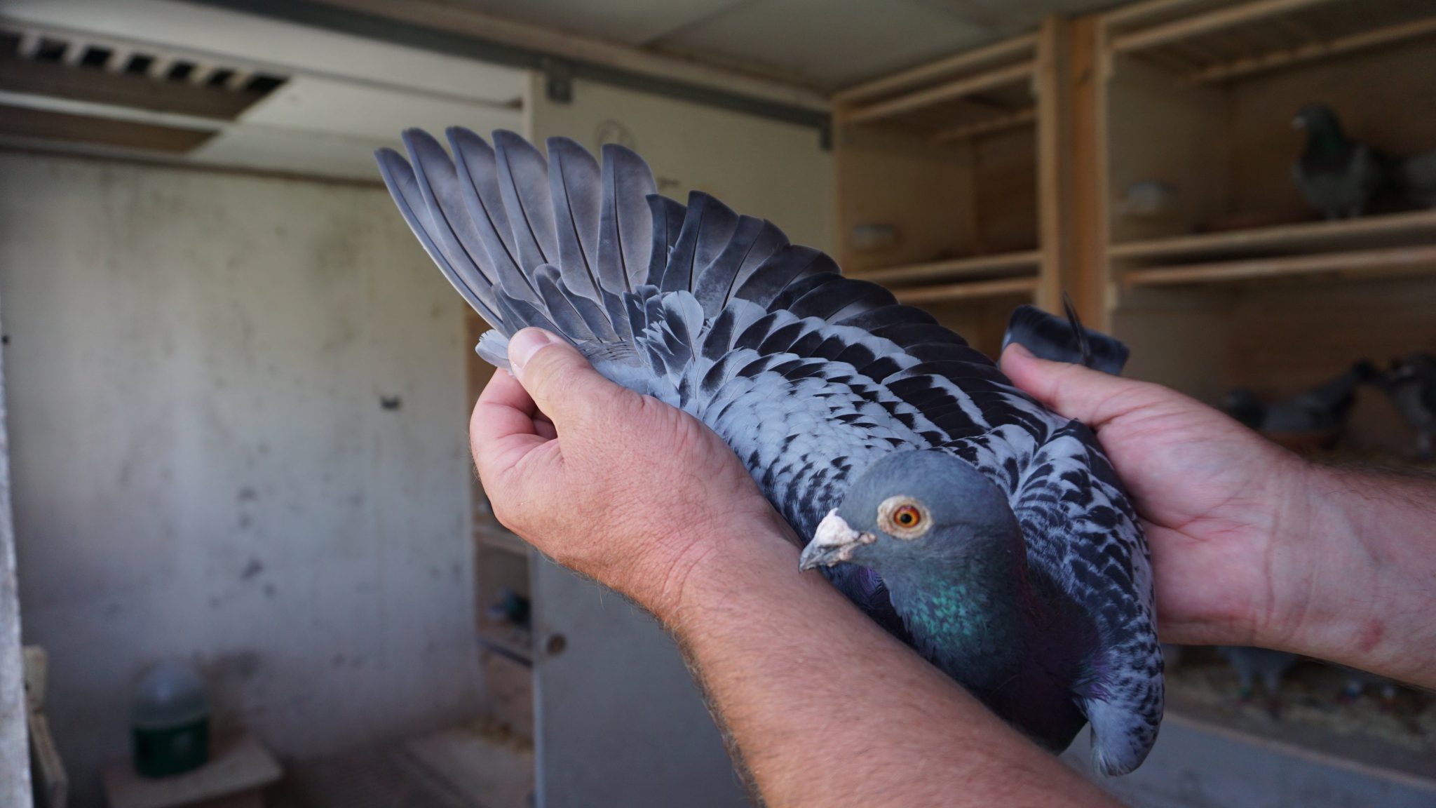 Great season for Grégory Farétie with one more ace pigeon! - Pigeon Master