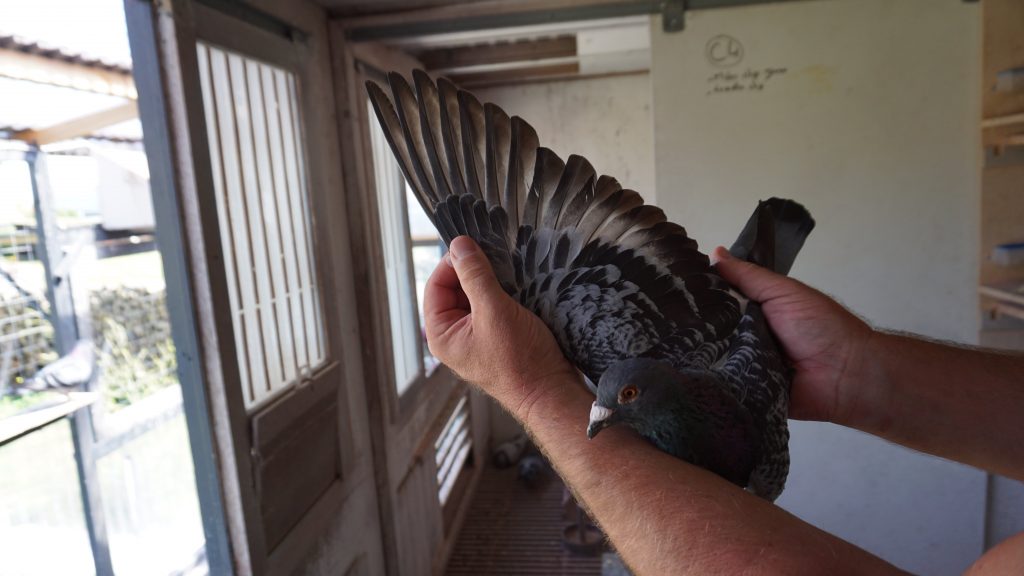 Un an après Grégory Farétie renouvelle sa performance, 1° Montdidier de ...