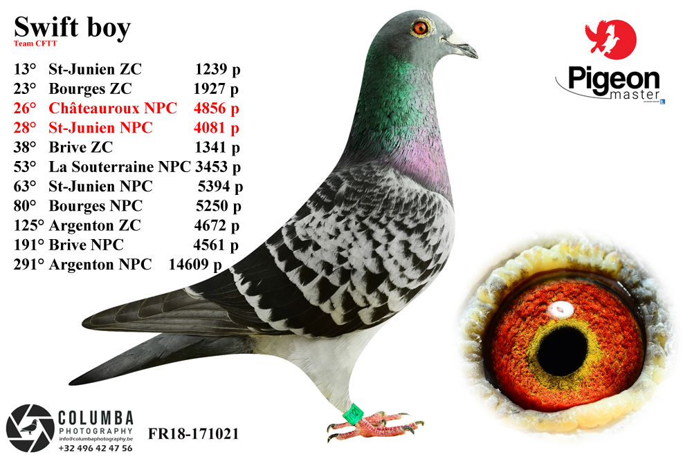 Team CFTT, des pigeons confirmés sur les concours Nord Pas-de-Calais ...