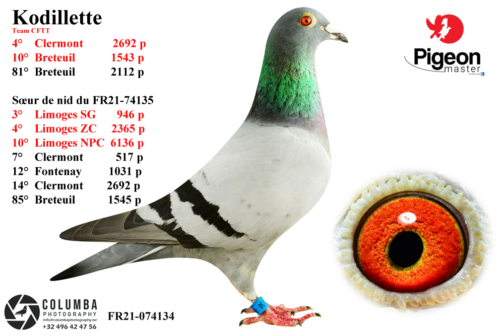 Team CFTT, des pigeons confirmés sur les concours Nord Pas-de-Calais ...