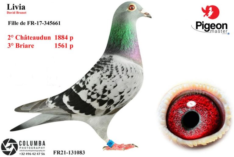 Heremans, Stikers-Donkers, Eijerkamp, Turbo, Mustang .... David Brunet ouvre le bal des enchères ...