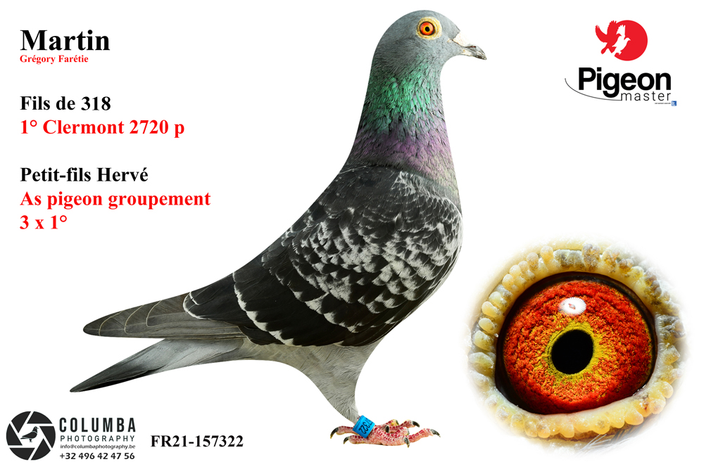 Grégory Farétie, des lignées qui ont du mordant - Pigeon Master