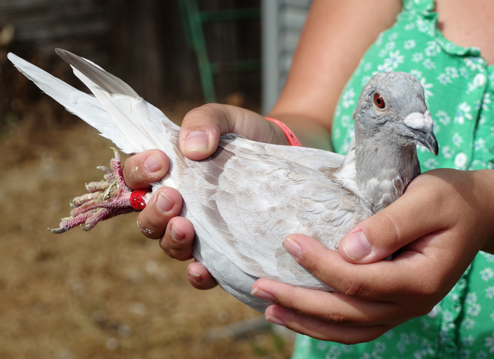Agathe Morsch, la colombophilie une passion familiale - Pigeon Master