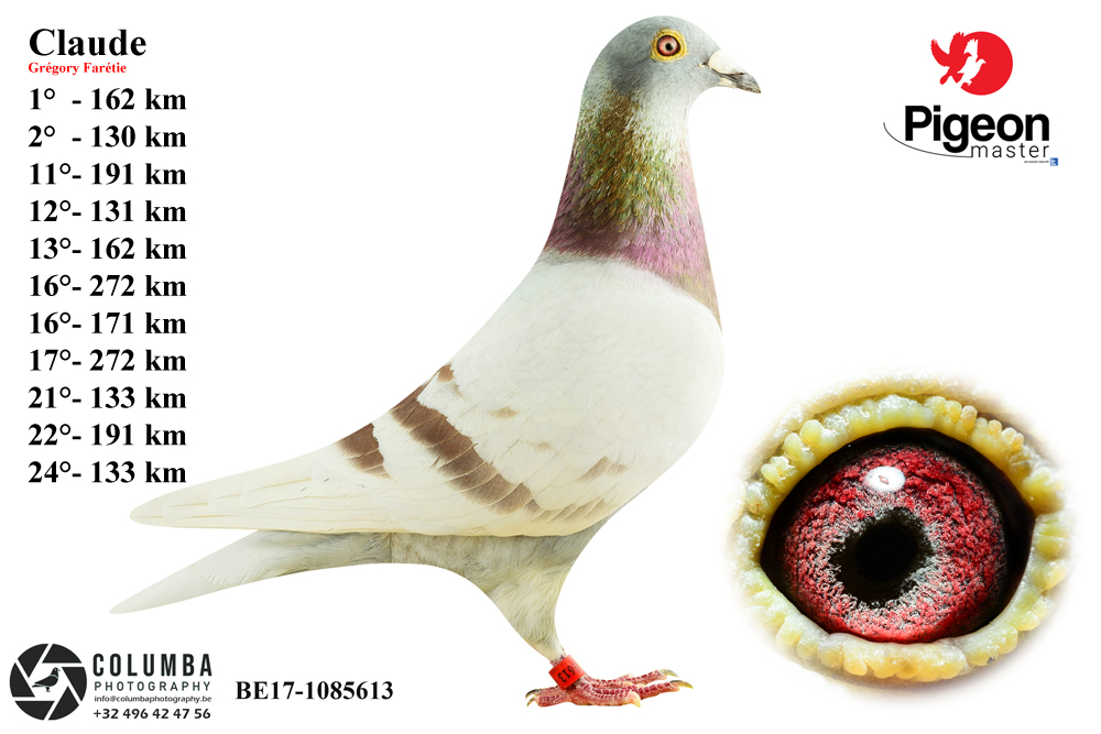 Grégory Farétie, des lignées qui ont du mordant - Pigeon Master