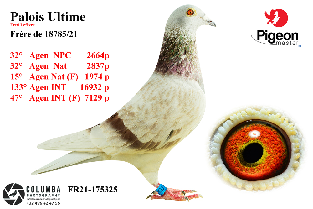 Frédéric Lefèvre, les frères et les sœurs des pigeons primés du Tandem ...