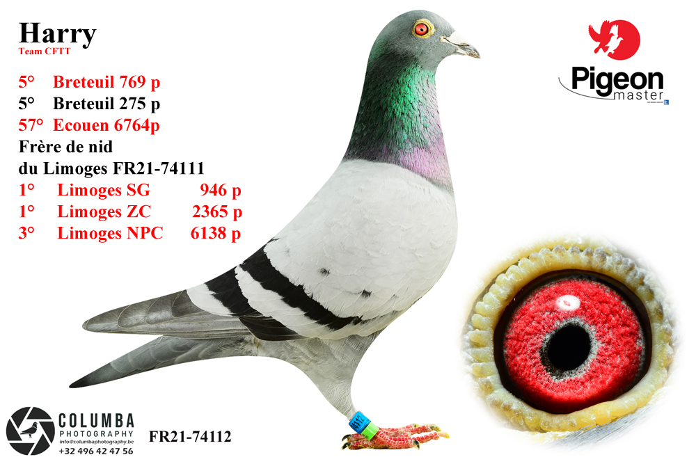 Team CFTT, les pigeons qui font la différence - Pigeon Master