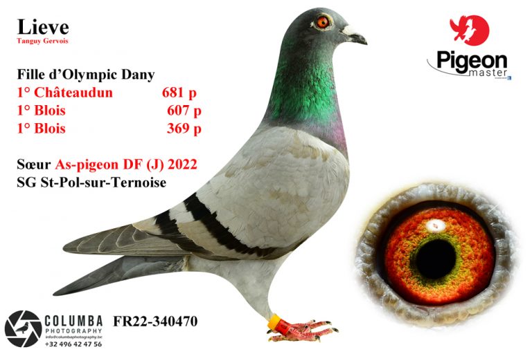 Accueil - Pigeon Master