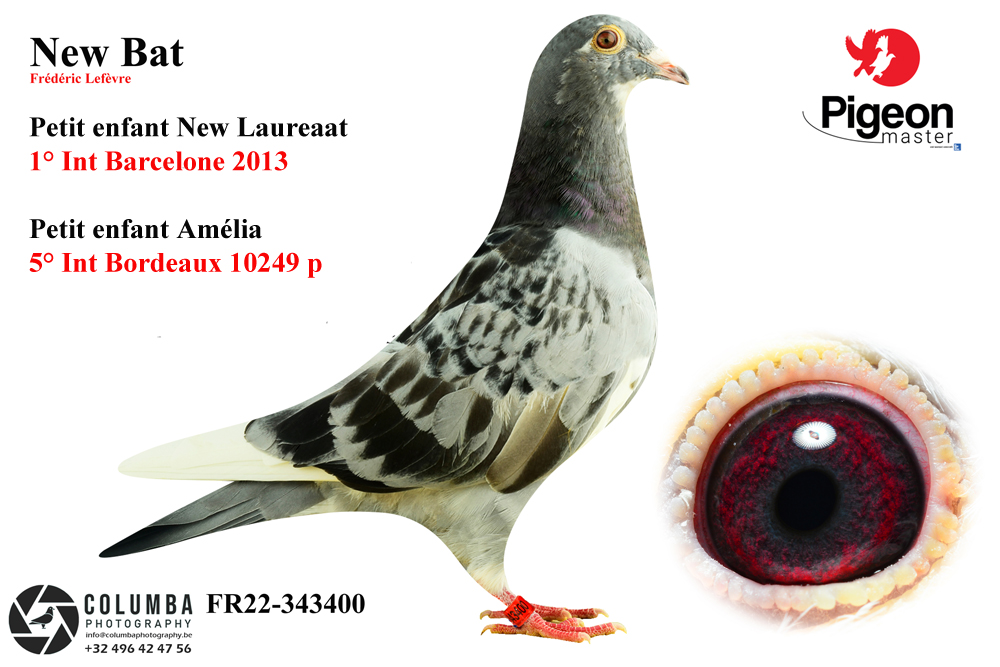 Frédéric Lefèvre, les frères et les sœurs des pigeons primés du Tandem ...