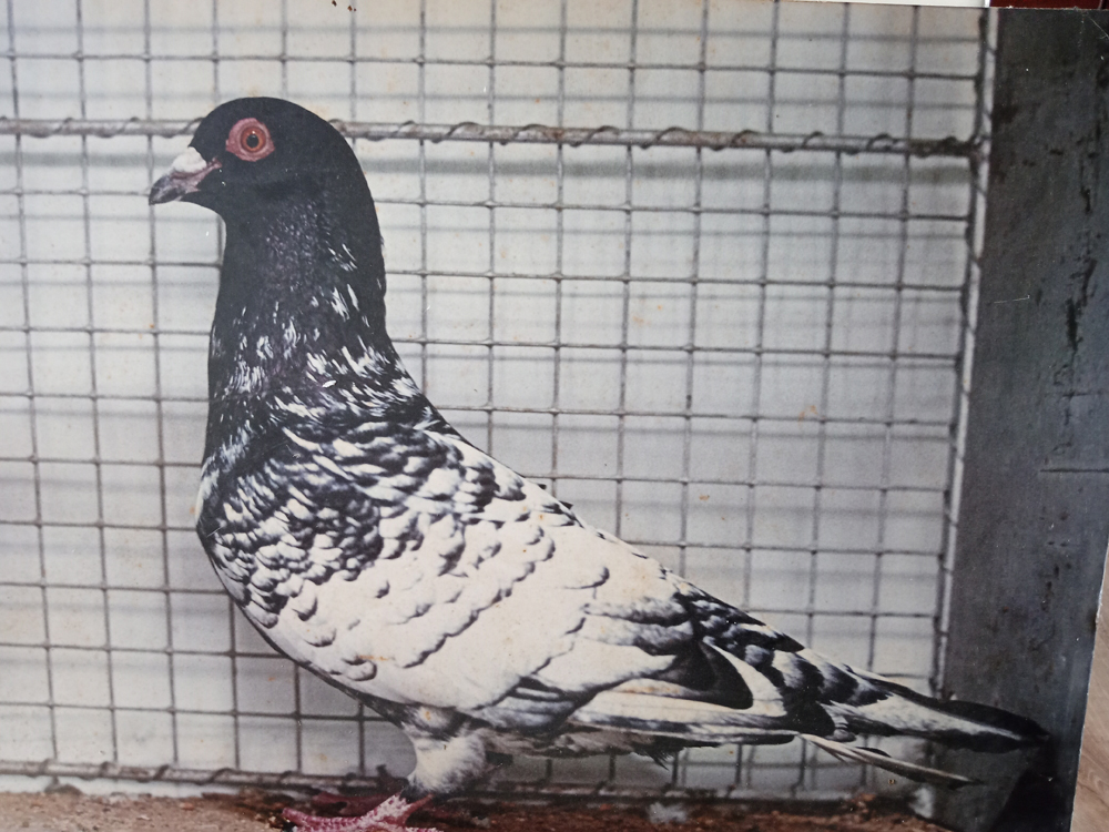 Neuville P.& F., la passion du fond et des grands fonds - Pigeon Master