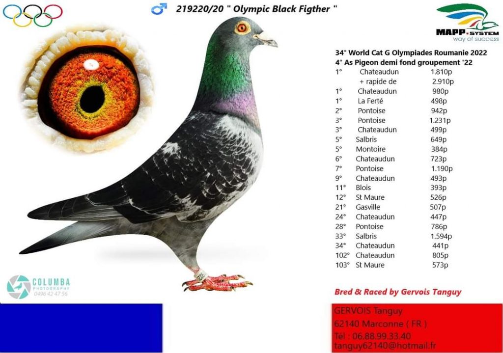 Tanguy Gervois, la clef de la réussite - Pigeon Master