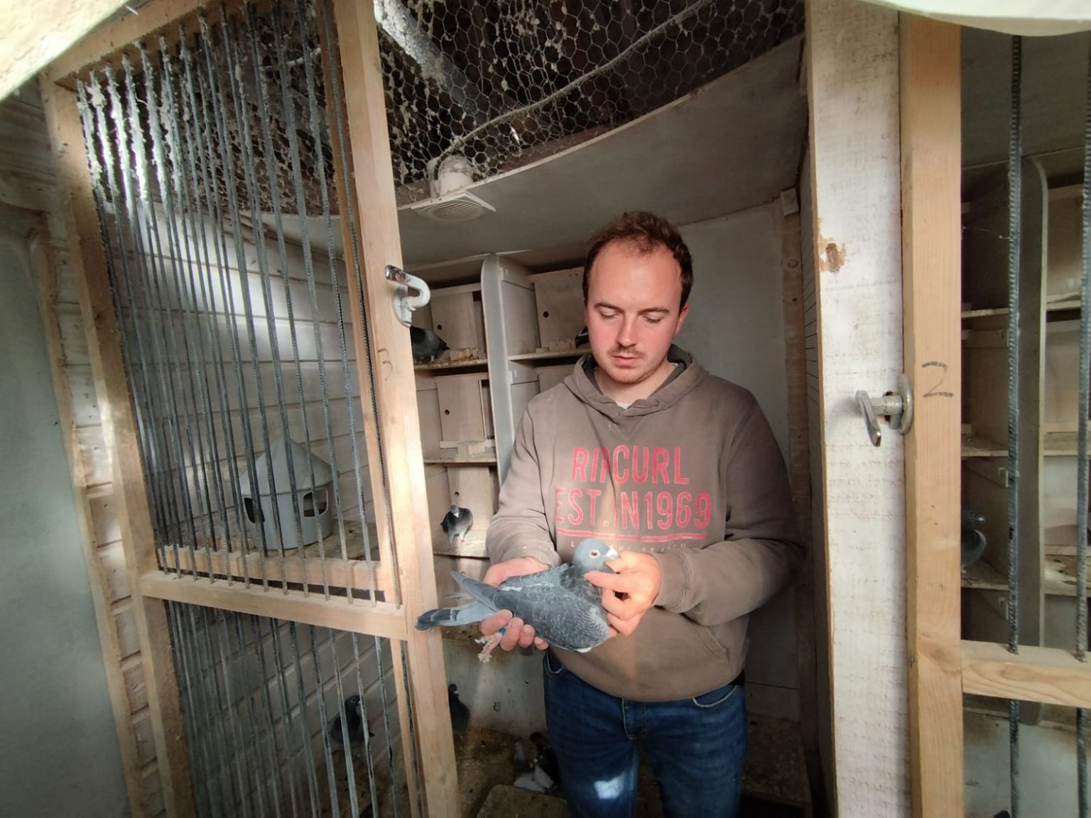 Accueil - Pigeon Master