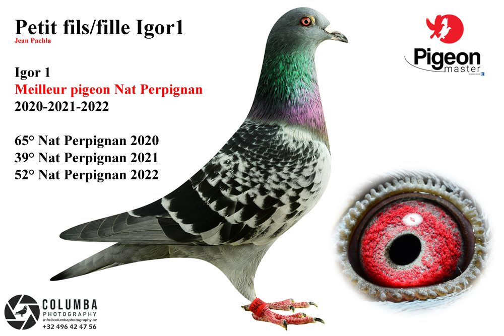 Jean Pachla, 1° As pigeon Perpignan 2020 2021 2022 - Pigeon Master