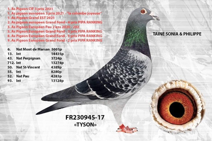 Sonia and Philippe Taine, visit the European champions - Pigeon Master