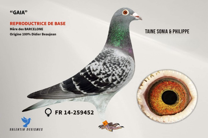 Sonia and Philippe Taine, visit the European champions - Pigeon Master