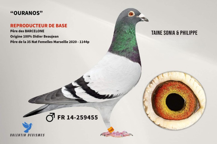 Sonia et Philippe Taine, visite chez les champions d'Europe - Pigeon Master