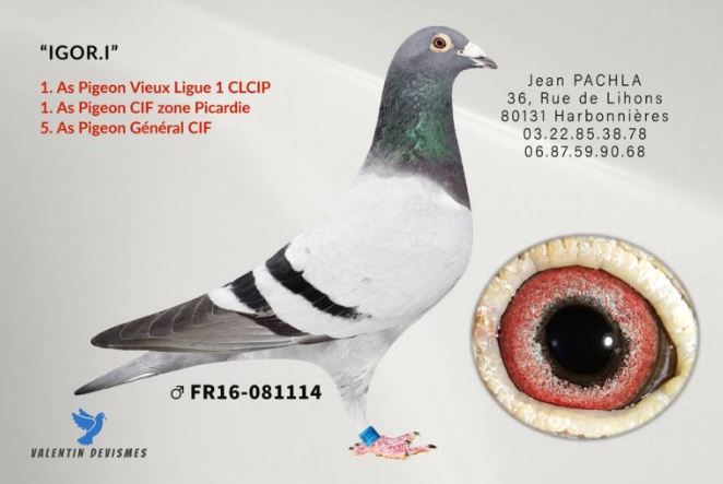 Jean Pachla, 1° As pigeon Perpignan 2020 2021 2022 - Pigeon Master