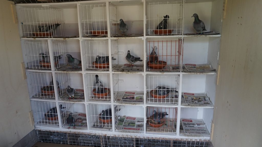 Jean Pachla, 1° As pigeon Perpignan 2020 2021 2022 - Pigeon Master