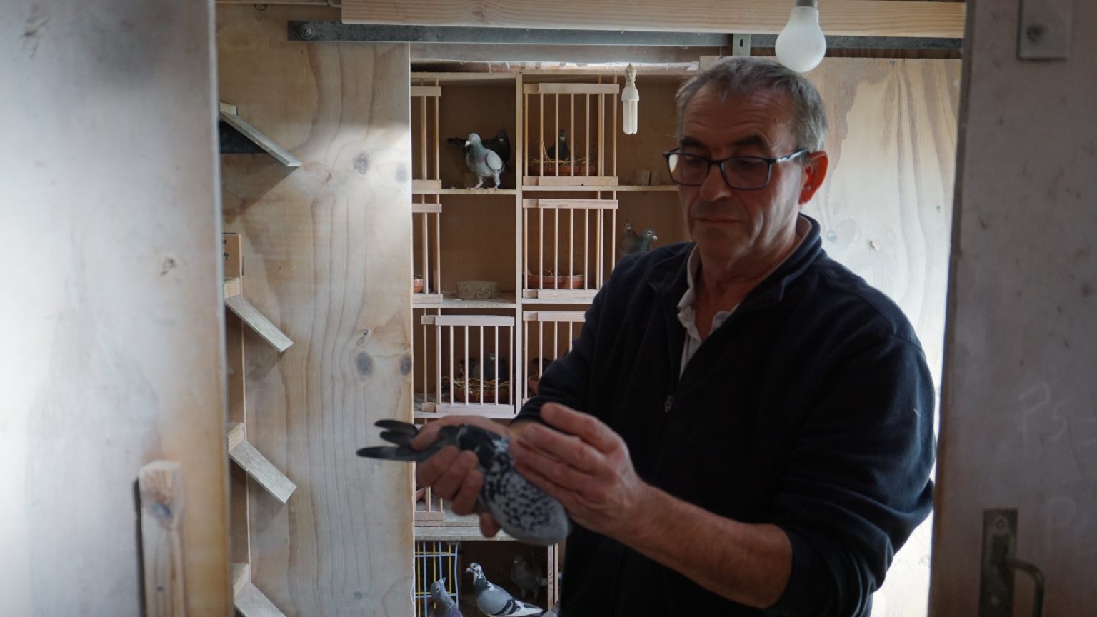 Accueil - Pigeon Master