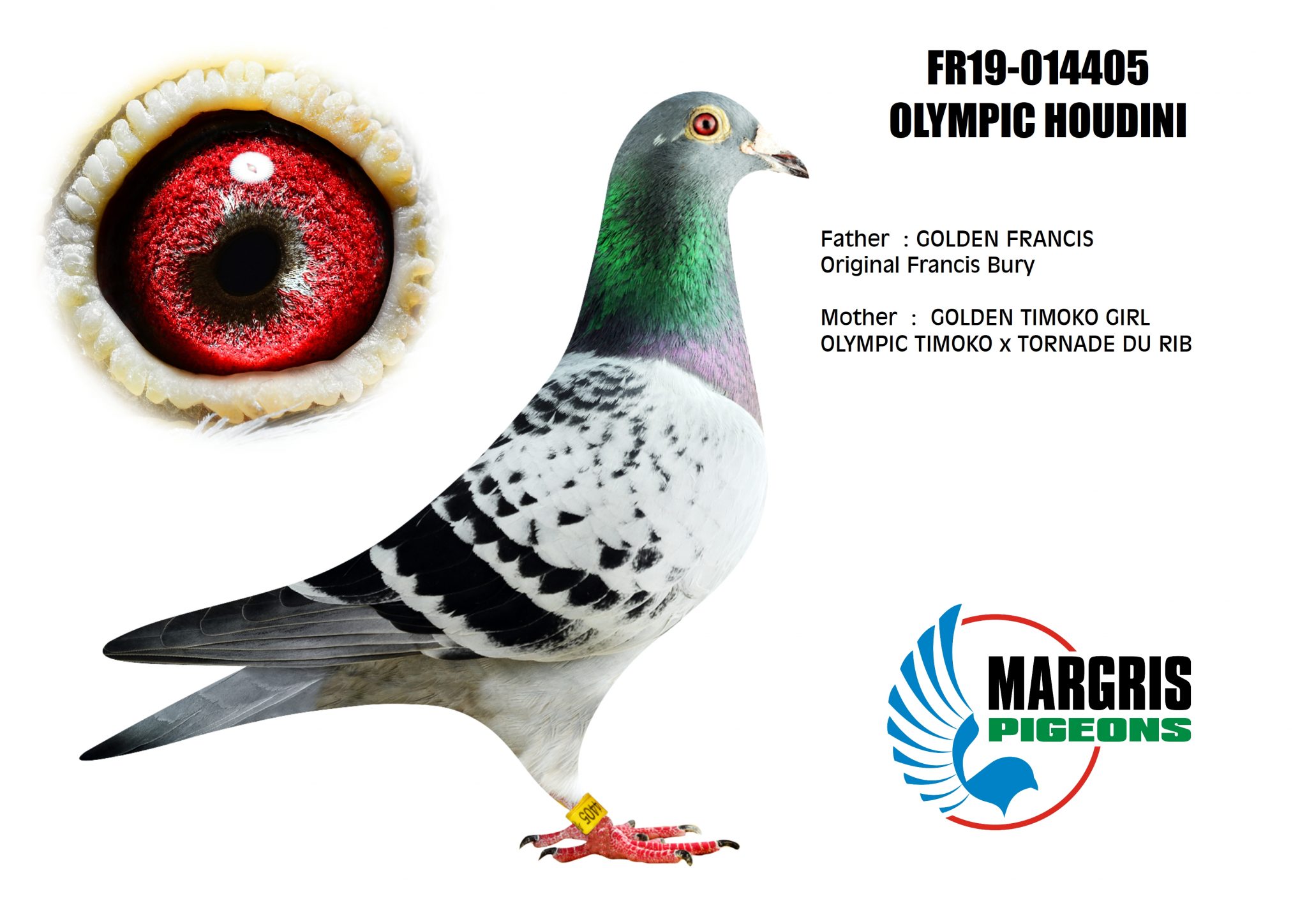 Timoko,l'héritage - Pigeon Master