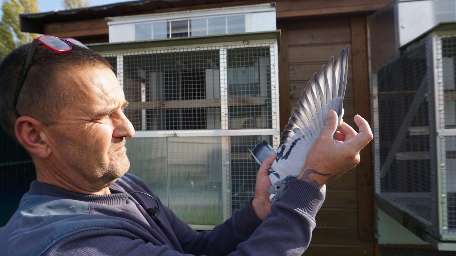Accueil - Pigeon Master