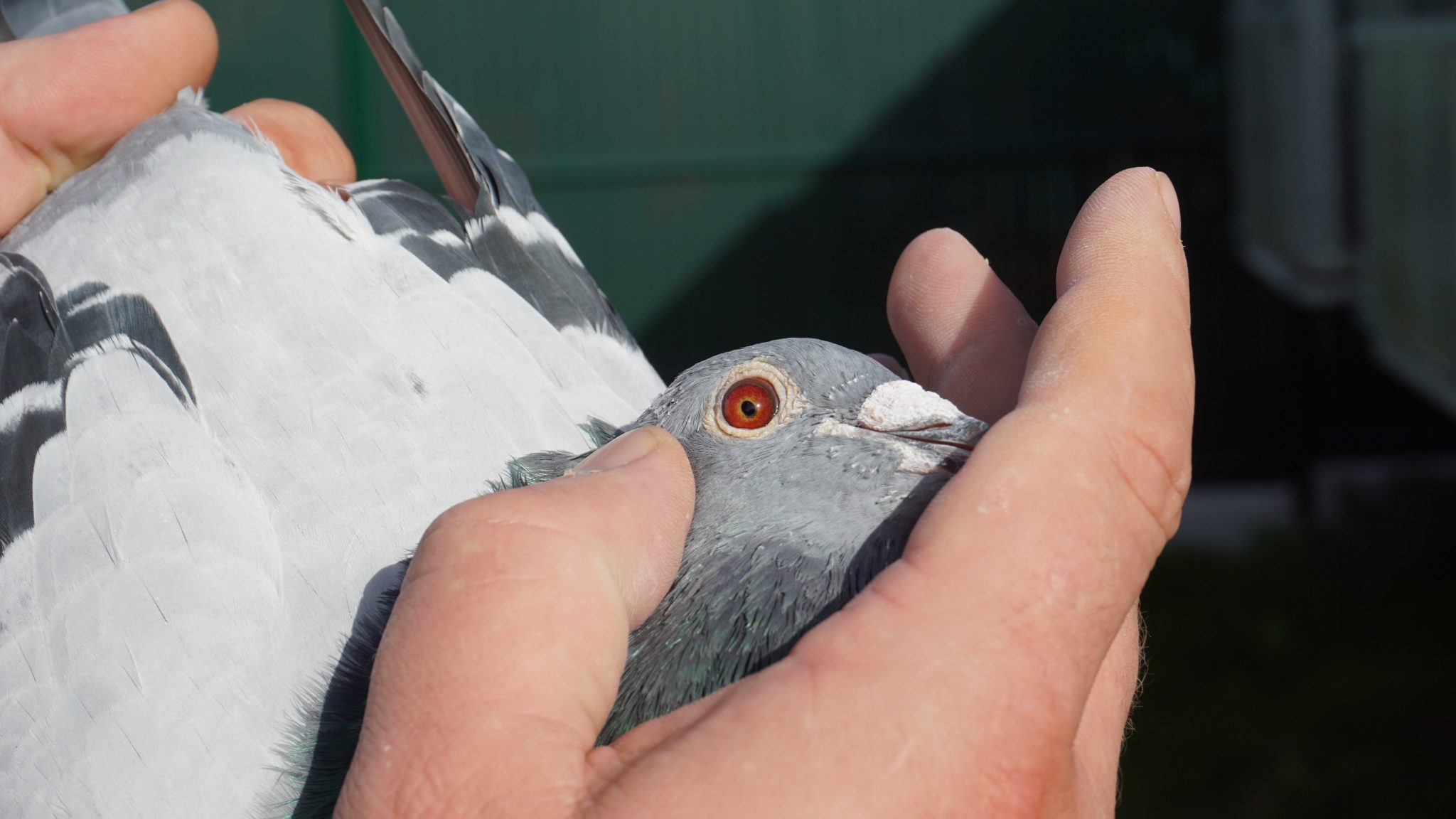 Reportages - Pigeon Master