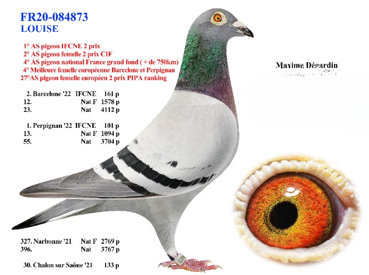 Maxime Dégardin et sa femelle "Louise" au top du grand fond en 2022. - Pigeon Master