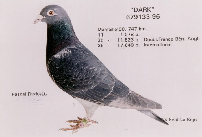 Les lignées victorieuses avec Pascal Dudouit - Pigeon Master