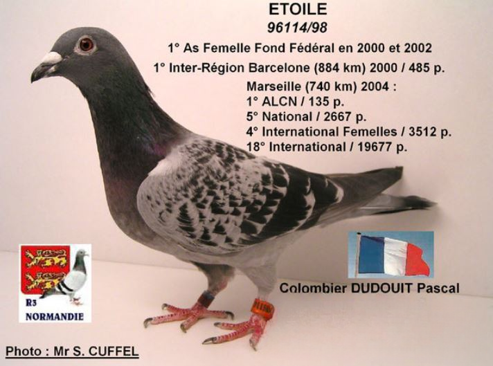 Les lignées victorieuses avec Pascal Dudouit - Pigeon Master
