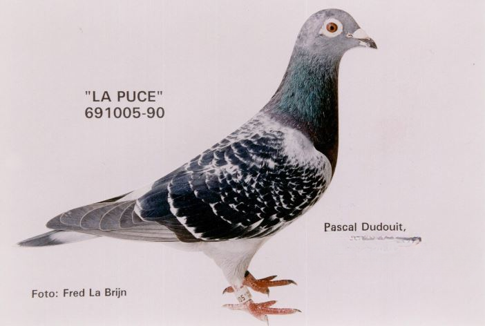 Les lignées victorieuses avec Pascal Dudouit - Pigeon Master