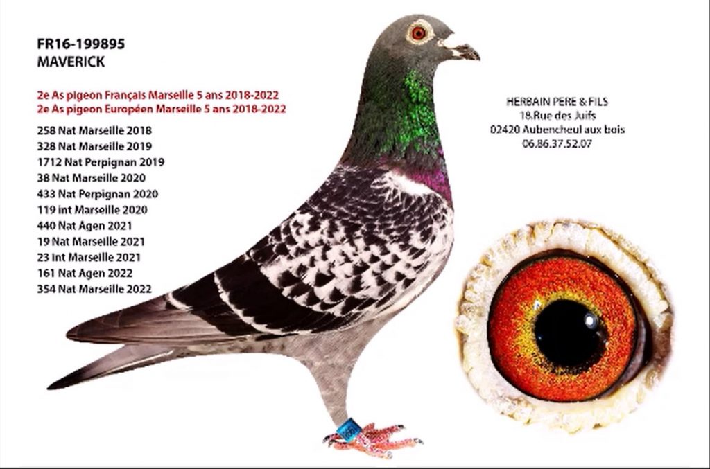 Les deux premiers AS pigeons Marseille sur 5 ans au CIF chez Herbain ...