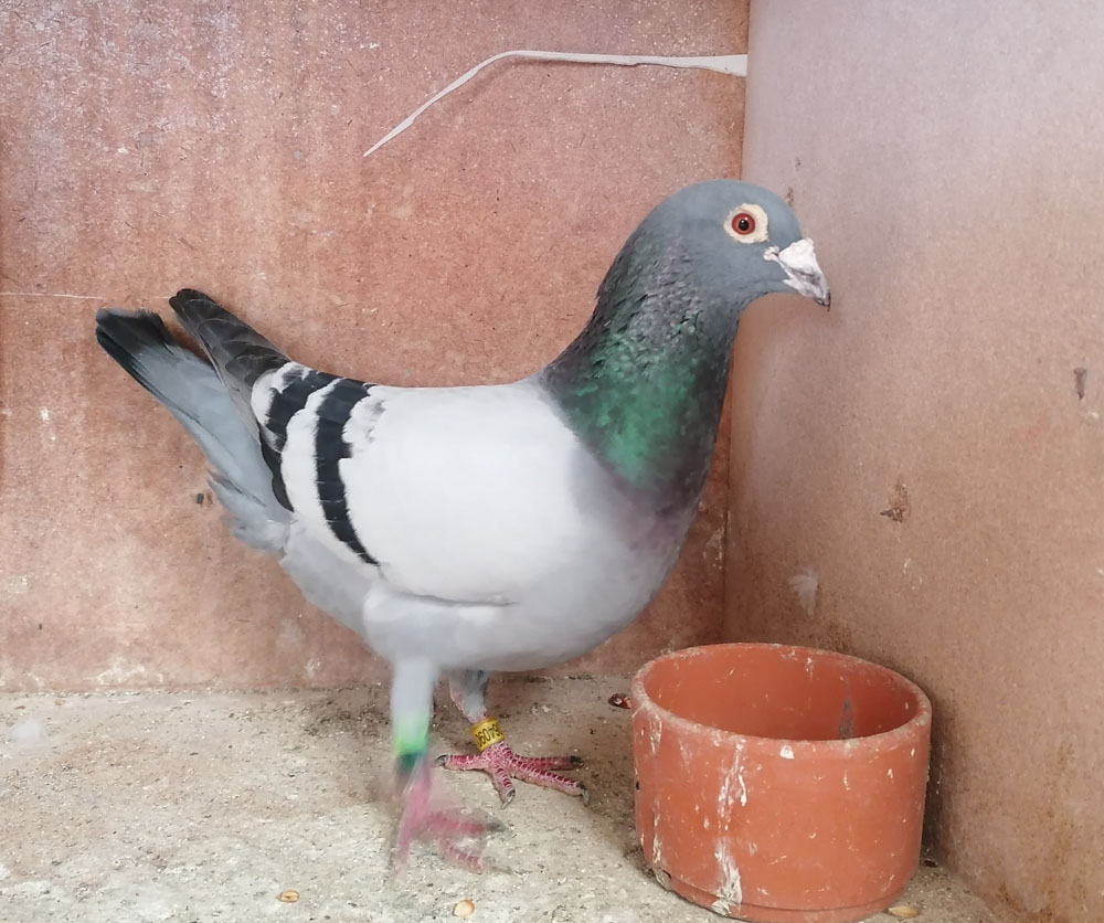 Prince Argenton de la Famille Laurent (Frévent) plus rapide de 18352 ...