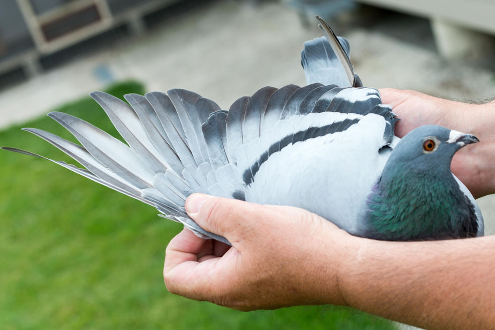 Merveilleuses femelles, extraordinaire performance ! - Pigeon Master