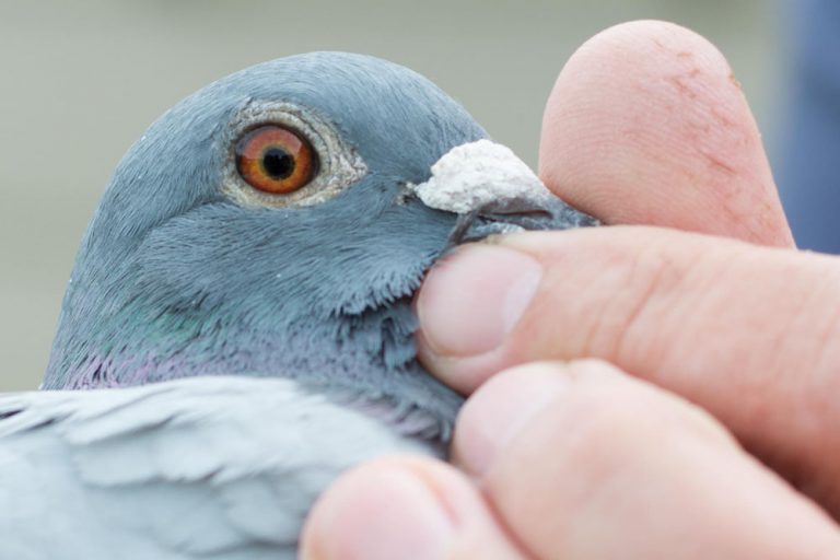 Merveilleuses femelles, extraordinaire performance ! - Pigeon Master