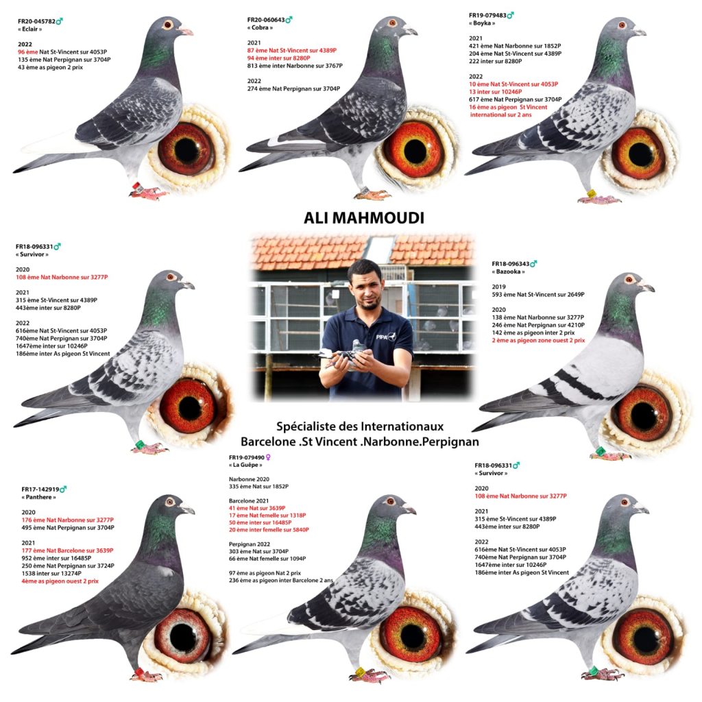 Accueil - Pigeon Master